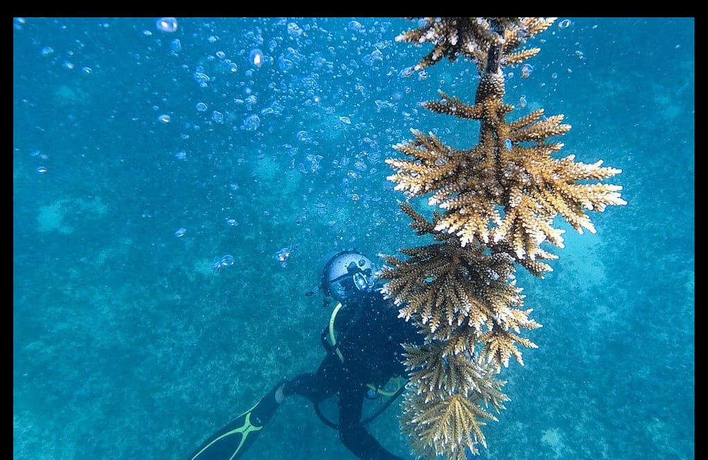 Thousands of corals to be planted on degraded reefs in Antigua and ...