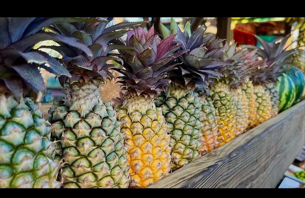 The rare pineapple variety said to be the sweetest in the world ...