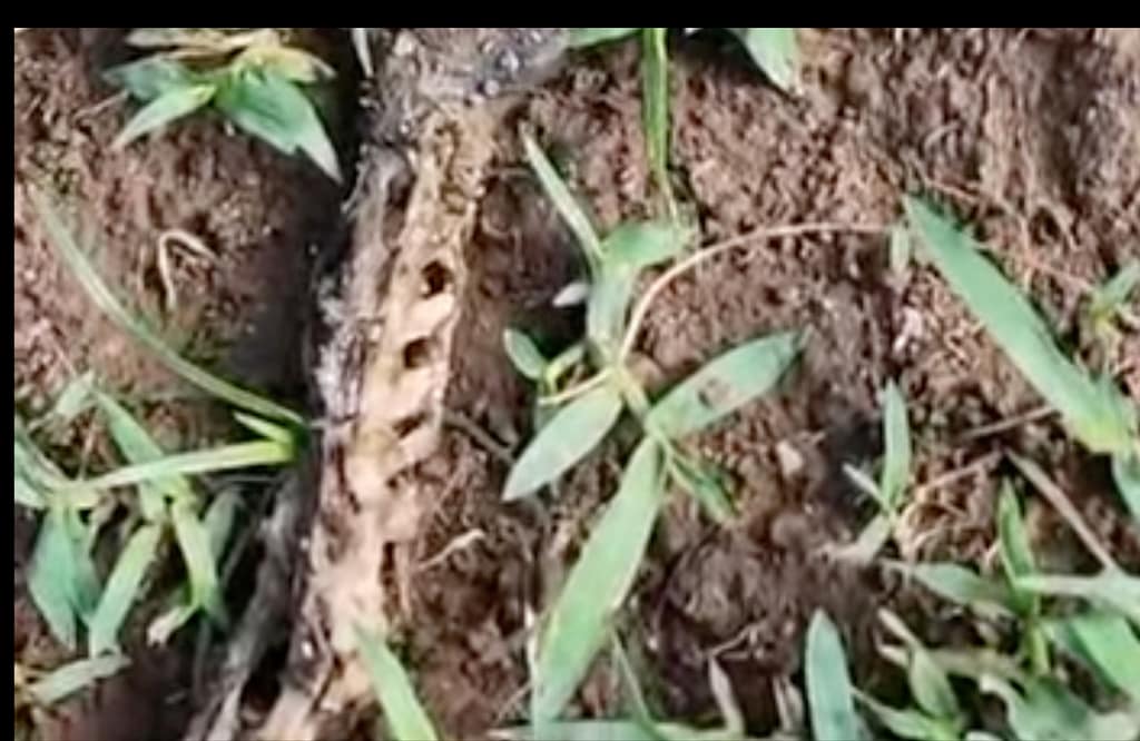 George Wehner Vindicated After Video Of Snake Goes Viral - Antigua News ...