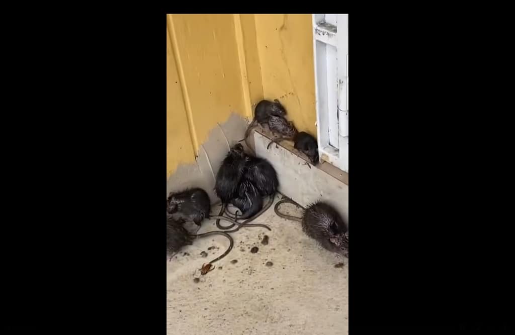 CBH told to take Action Against Rat Infestation in St. John's - Antigua ...