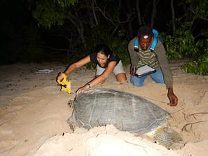 Turtle Protectors Tricia Lovell and Ashton Williams Lead the Way ...