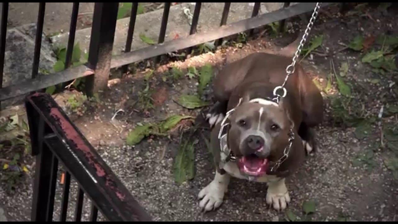 Minister promises action against dog fighting rings - Antigua News Room