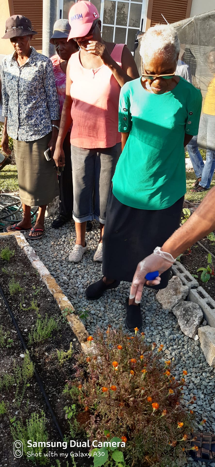 Ministry Continues To Promote Backyard Garden Initiative - Antigua News ...