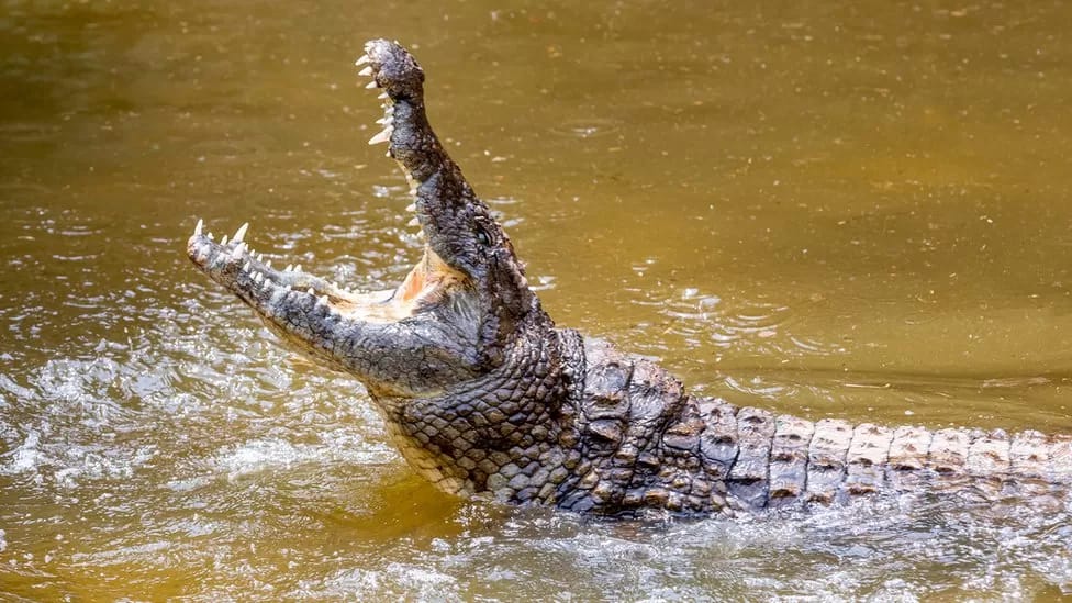 COSTA RICA: Female Crocodile Found Pregnant in Remarkable Solo ...