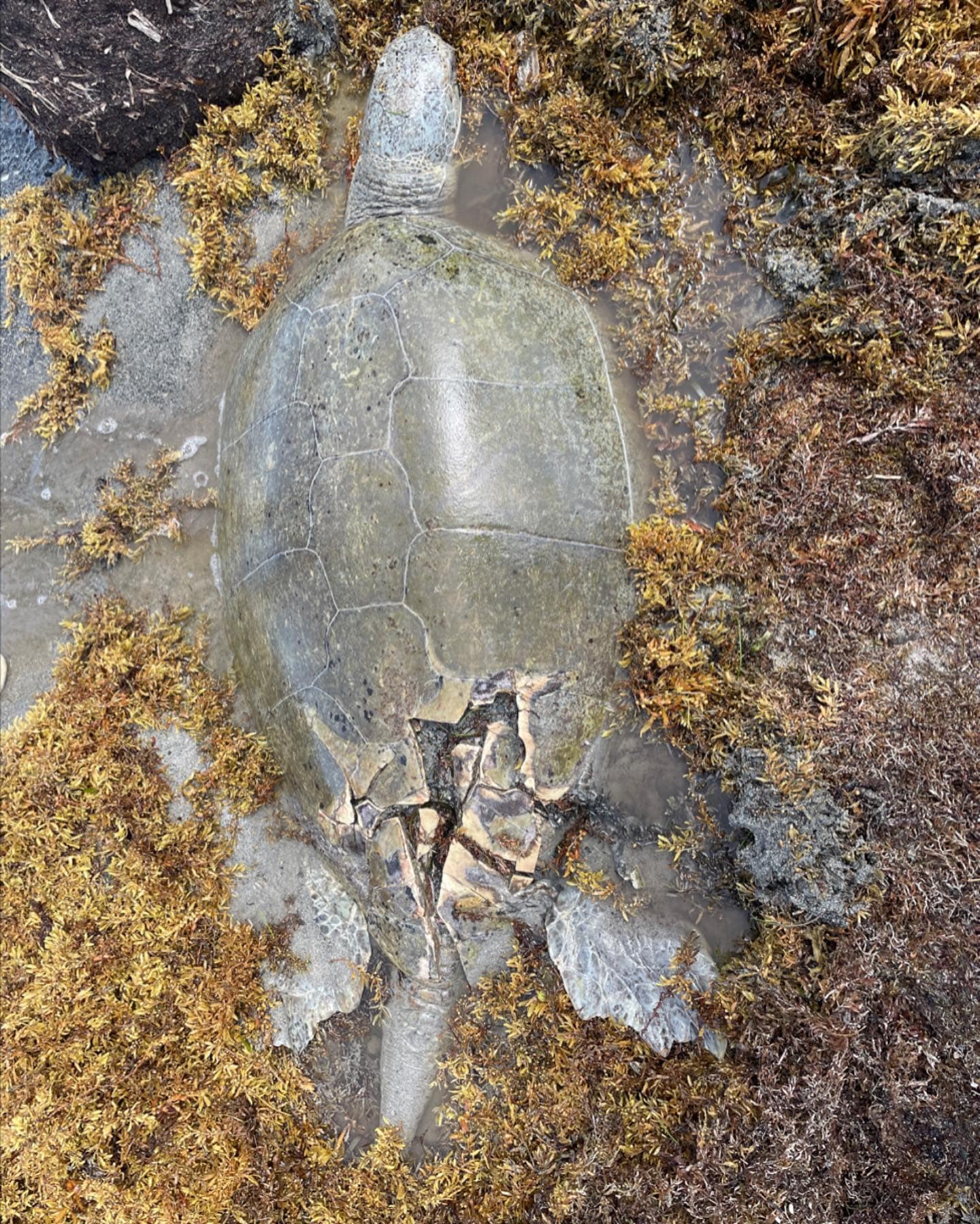 Boating Community Urged to Exercise Caution as Dead Sea Turtles Found ...