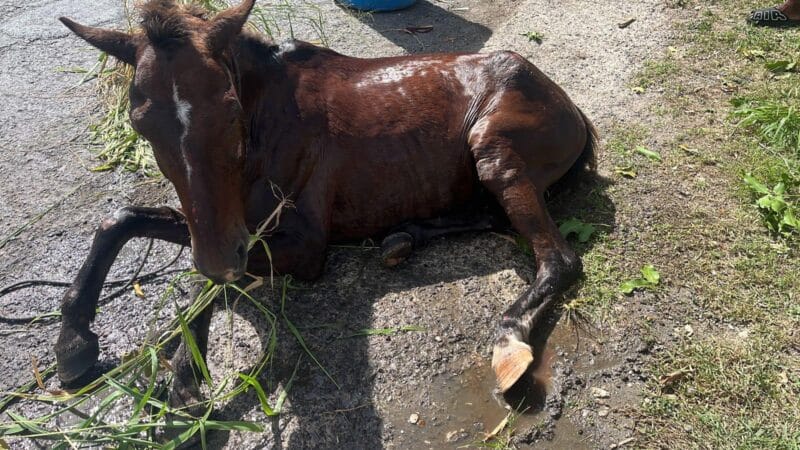 Injured Horse Rescued on Valley Road - Antigua News Room