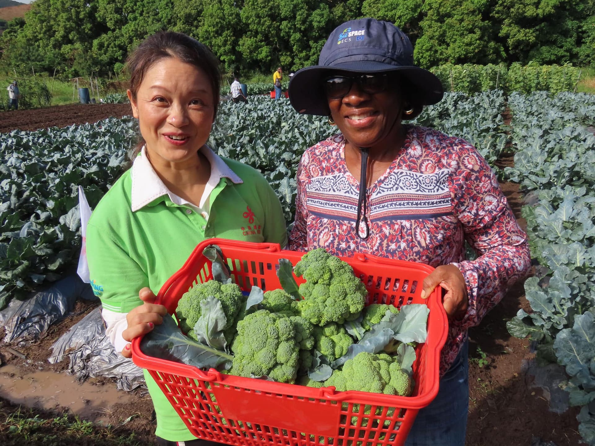 Broccoli Harvesting Event Achieves Success Despite of Rainy Weather ...