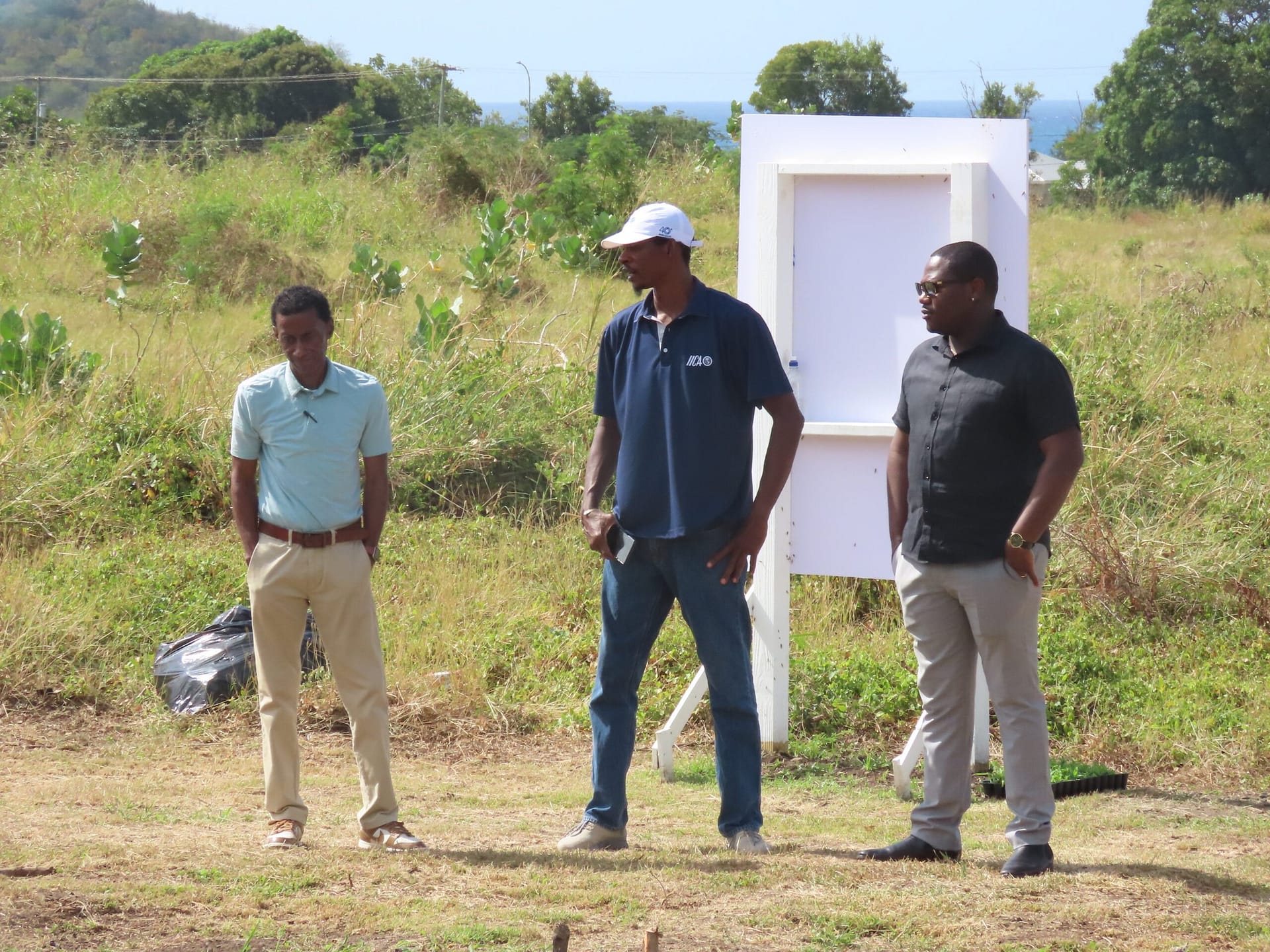 Antigua Black Pineapple Project Shows Great Progress - Antigua News Room