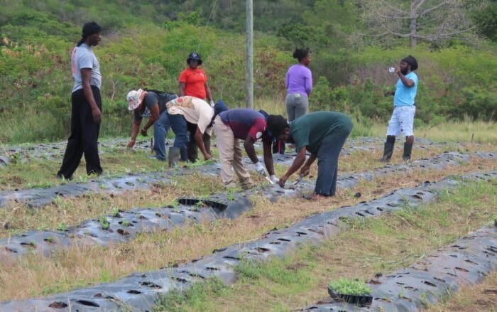 Antigua Black Pineapple Farming Success Story - Antigua News Room
