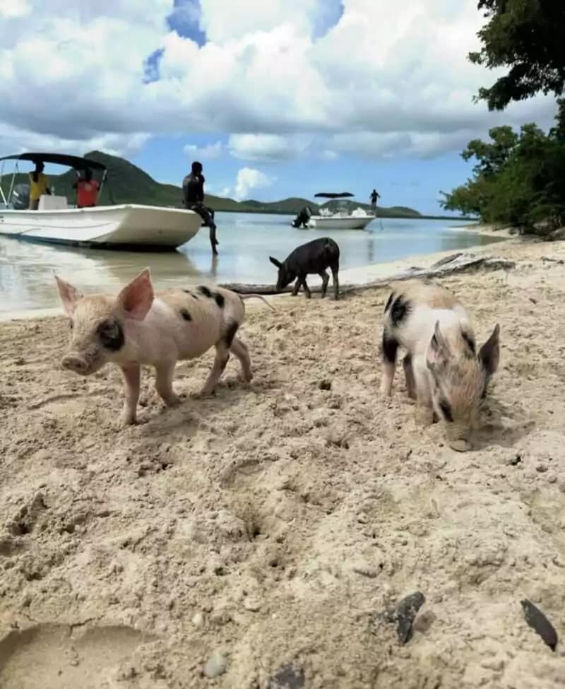 Pigs Paradise Antigua: Standing Strong with Truth and Purpose - Antigua ...