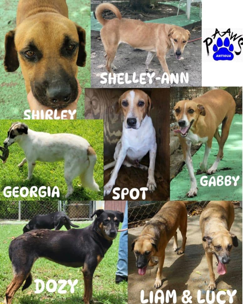 PAAWS battles to home final eight dogs - Antigua News Room